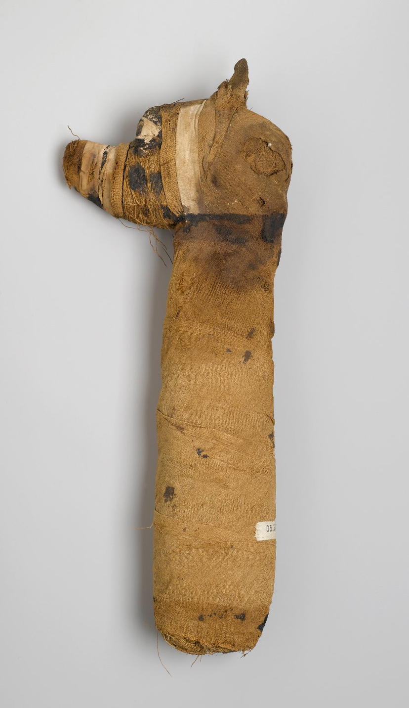 Dog Mummy · Brooklyn Museum