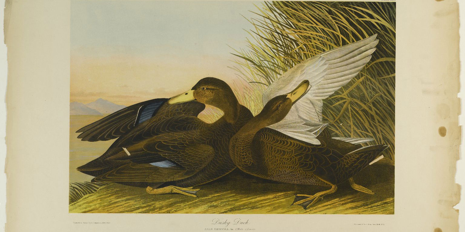 Dusky Duck · Brooklyn Museum