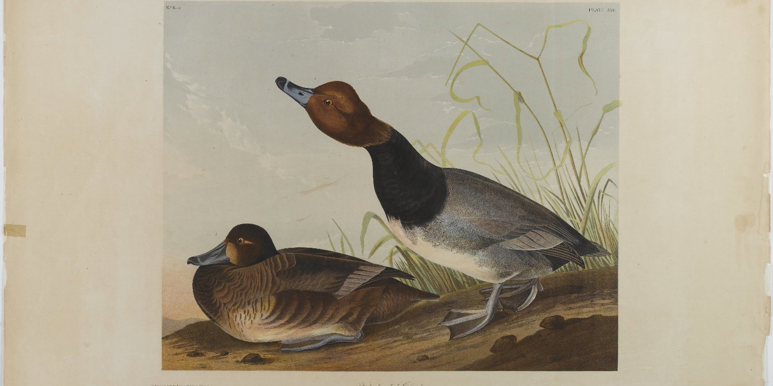 Red-headed Duck · Brooklyn Museum