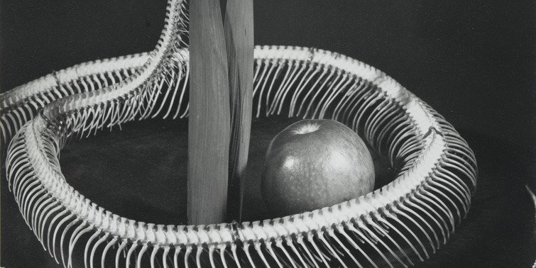 Snake Skeleton with Apple · Brooklyn Museum