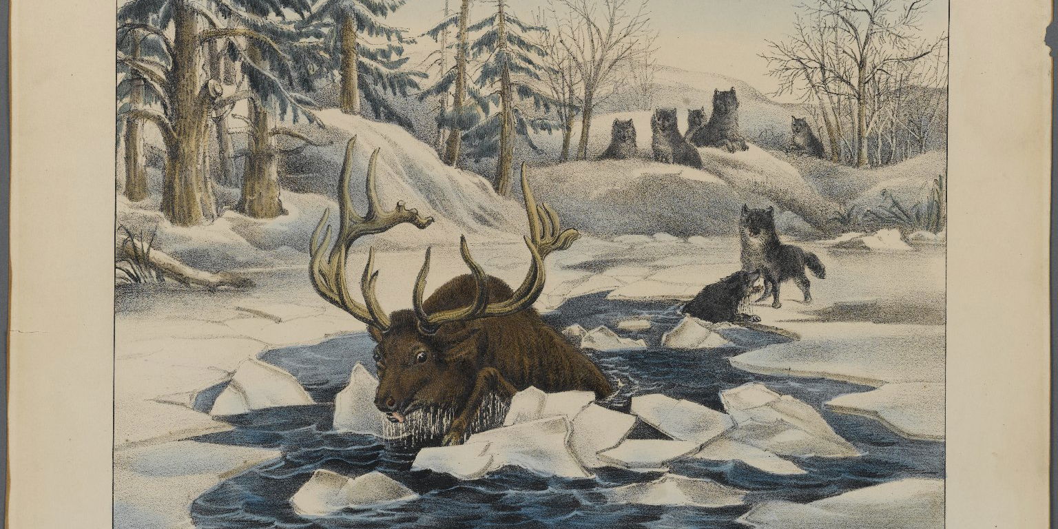 Moose and Wolves, A Narrow Escape · Brooklyn Museum