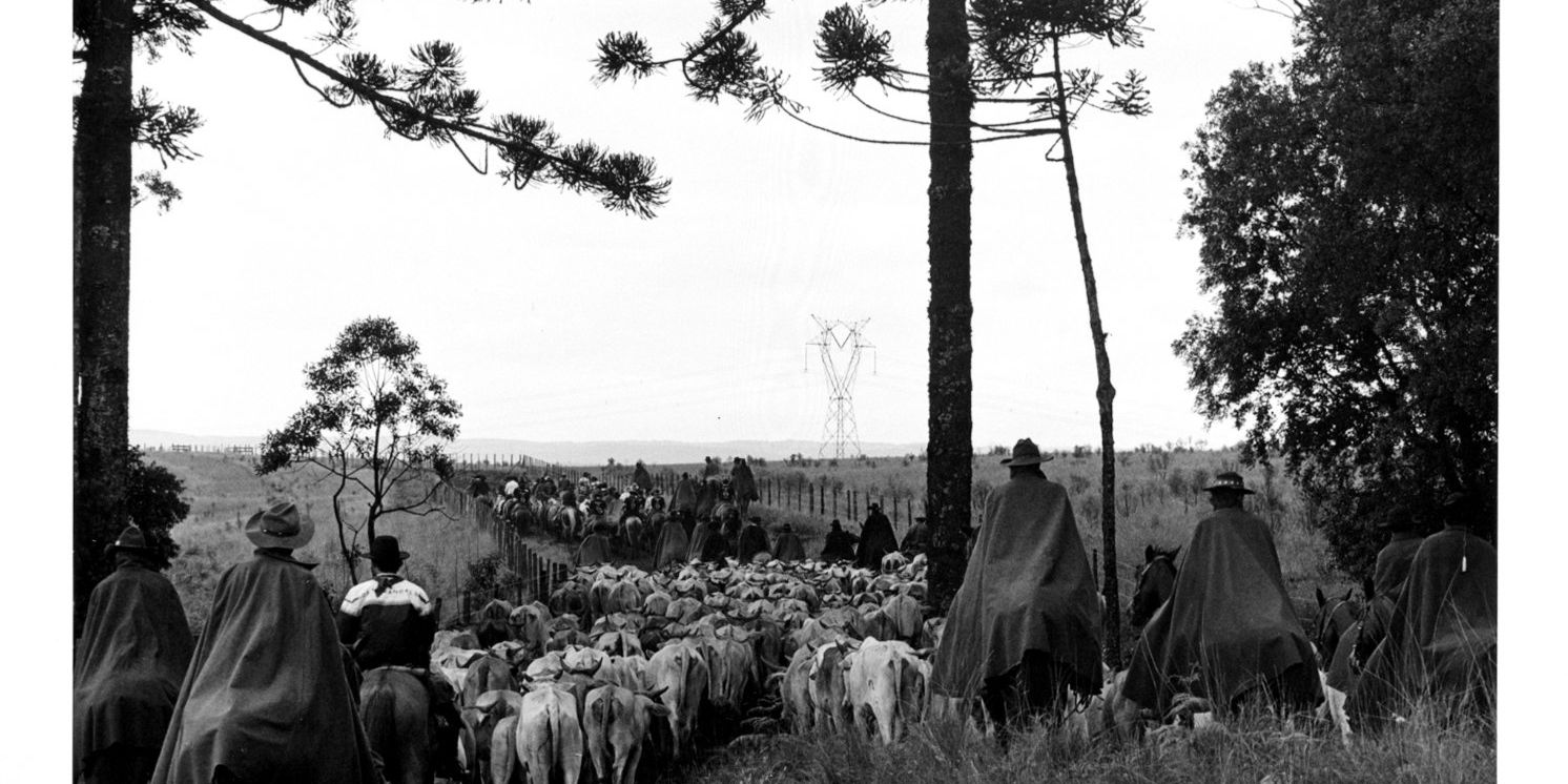 Tropiada I (Cattle Drive, Parana, Brazil) · Brooklyn Museum