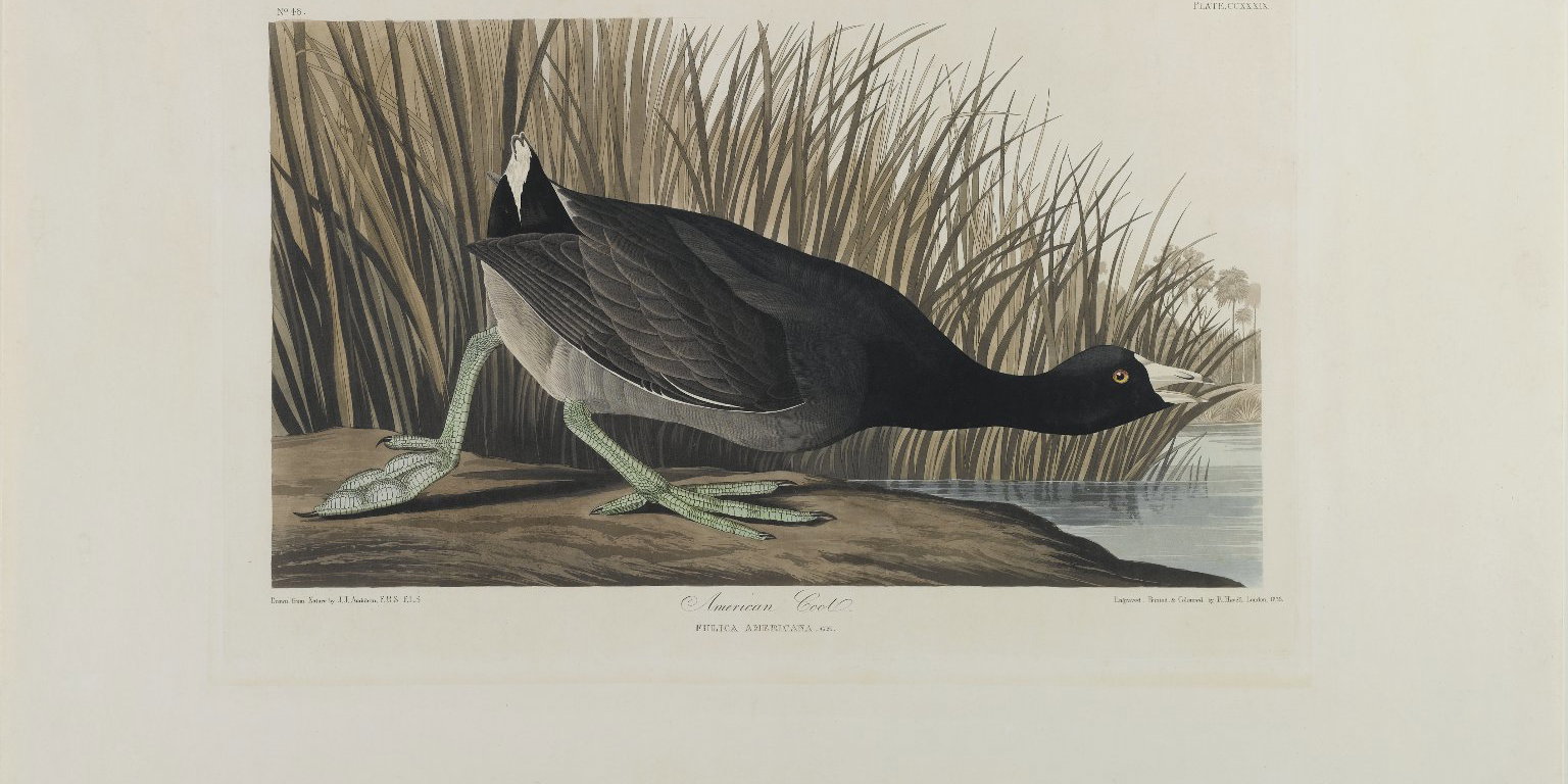 American Coot · Brooklyn Museum