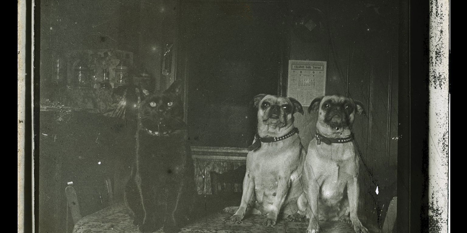 Friendly Enemies, Dog and Cat, Flatbush · Brooklyn Museum