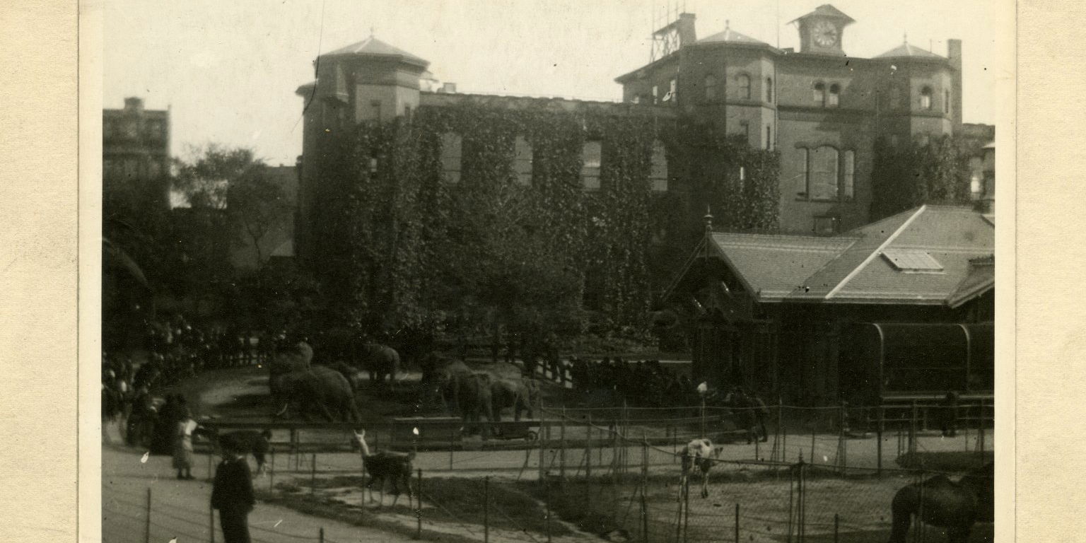 Arsenal and Elephants, Central Park, New York · Brooklyn Museum