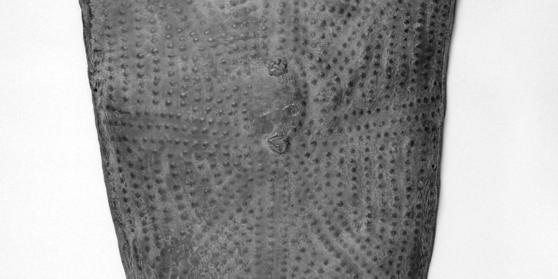 Shield · Brooklyn Museum