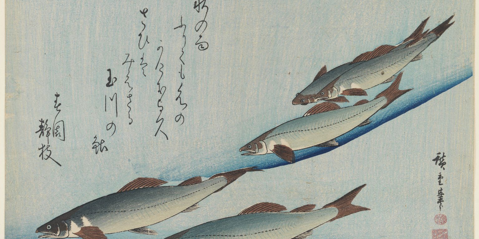 Trout, from an untitled series known as Selection of Fish · Brooklyn Museum