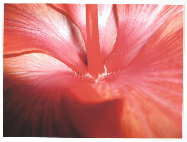 Samar Hussein · Brooklyn Museum