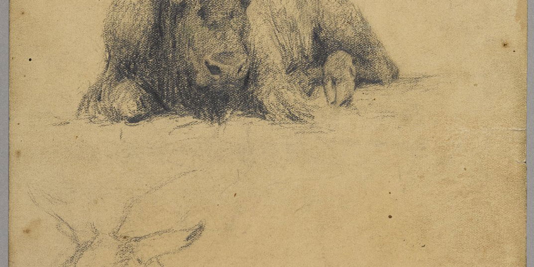 Reclining Bull and Head of Goat (recto) and Reclining Bull (verso ...