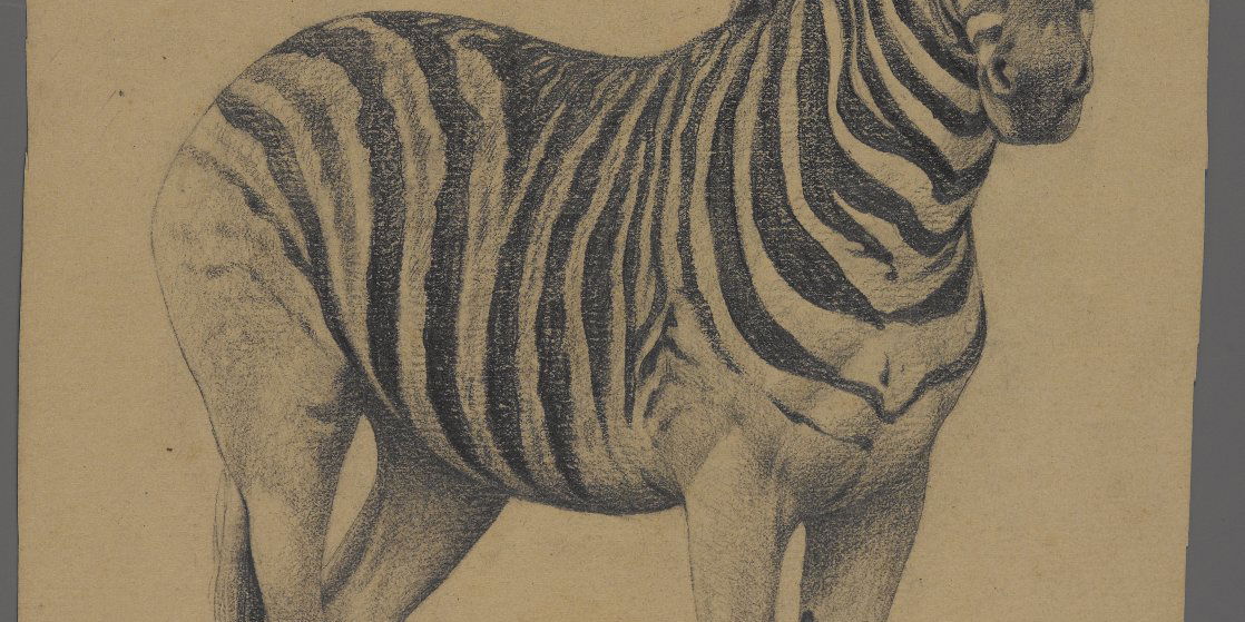 Zebra · Brooklyn Museum