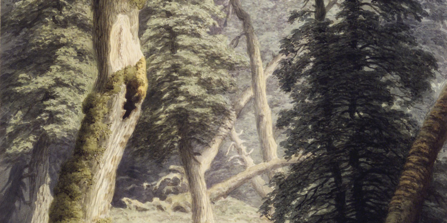 A Cedar Swamp · Brooklyn Museum