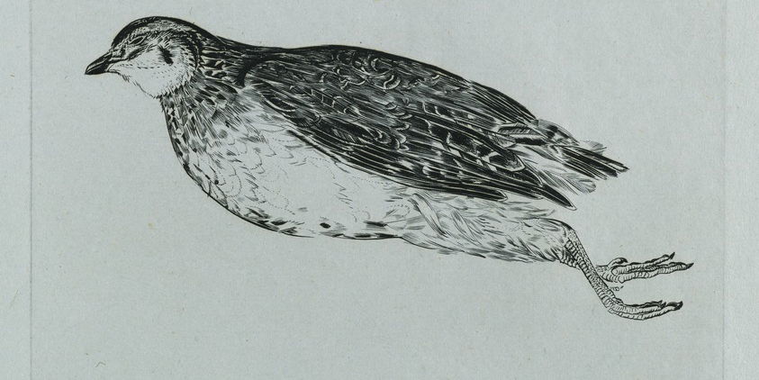 Dead Partridge (La Perdrix) · Brooklyn Museum