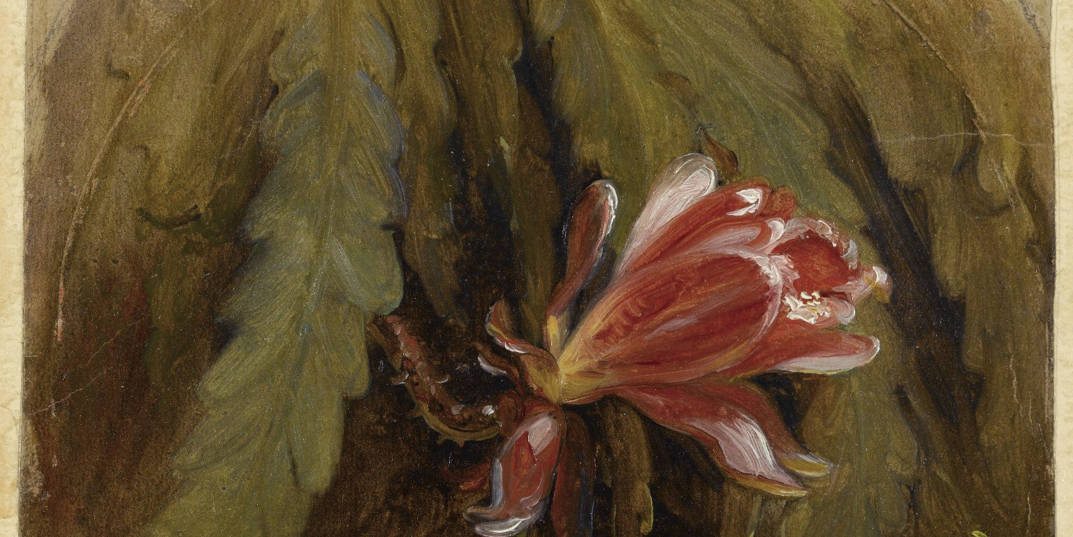 Cactus in Blossom · Brooklyn Museum