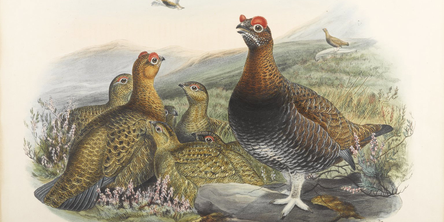 Logopus Scoticus - Red Grouse · Brooklyn Museum