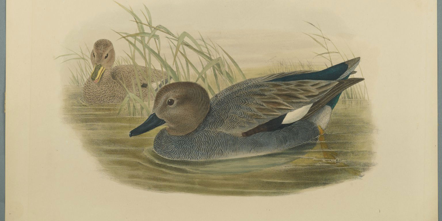 Chaulelasmus Strepera: Gadwell Ducks · Brooklyn Museum