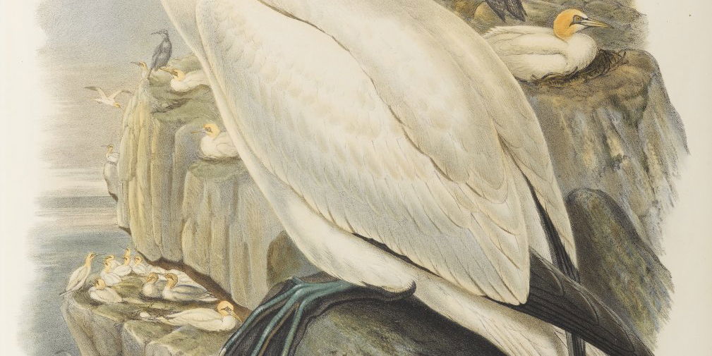 Sula Bassana: Gannet, or Solan Goose · Brooklyn Museum