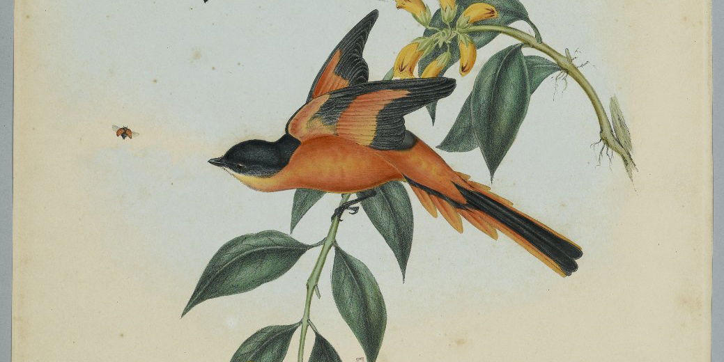 Pericrocotus, Solaris · Brooklyn Museum