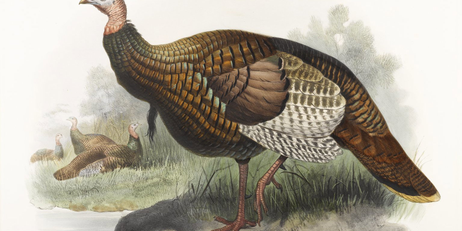 Meleagris Gallopavo: Wild Turkey · Brooklyn Museum