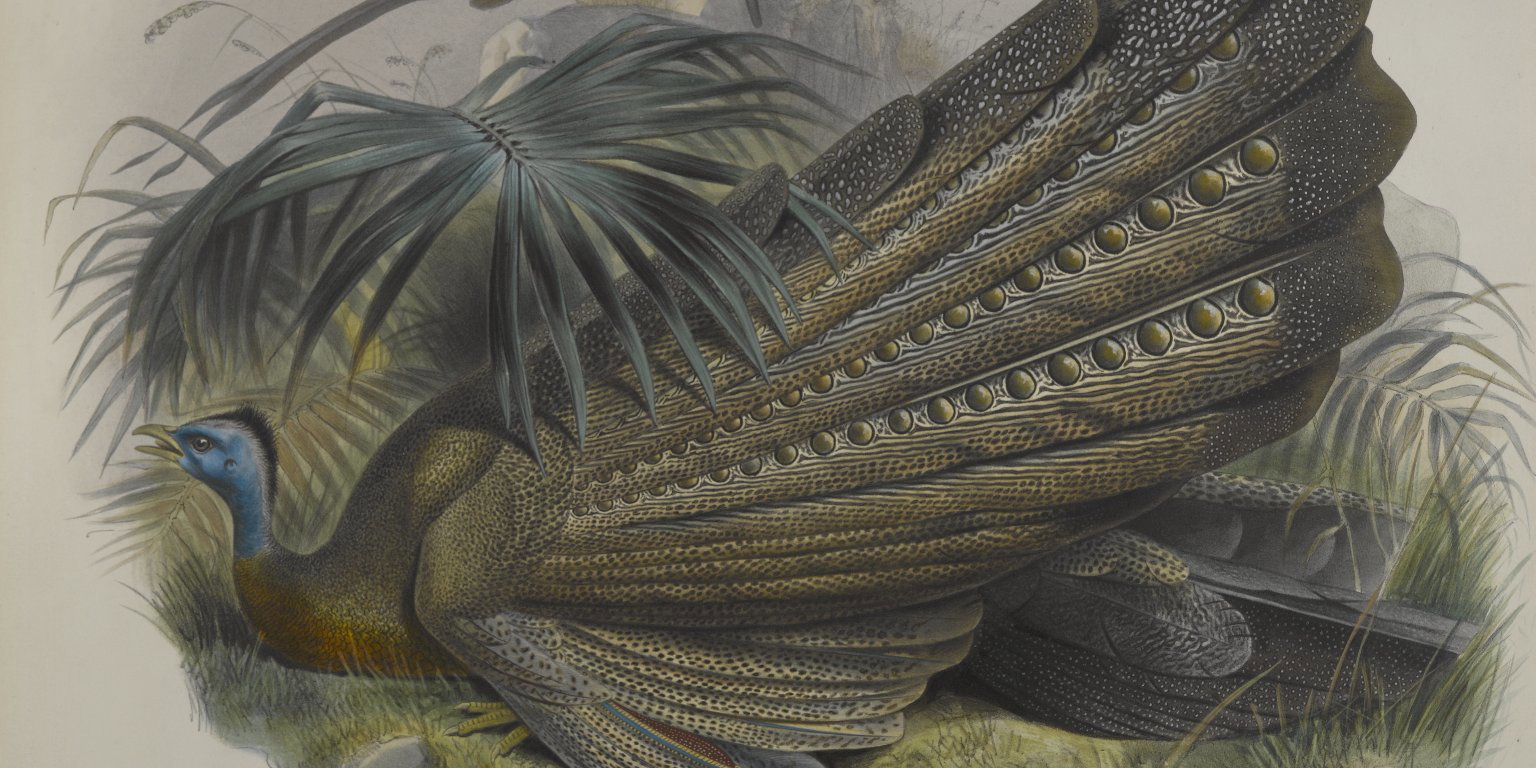 Argus Giganteus: Great Argus Pheasant · Brooklyn Museum
