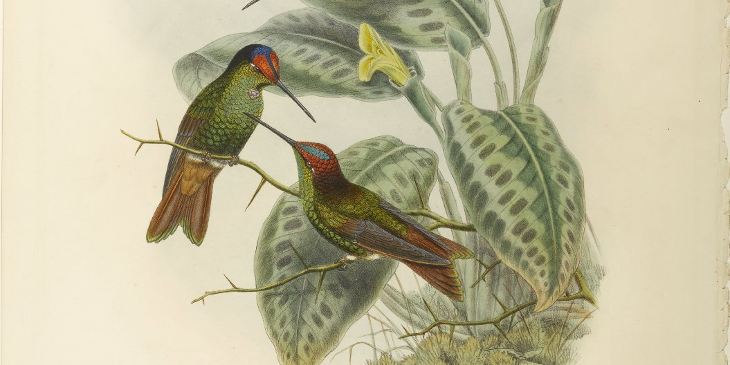 Dipholgaena Hesperus: Hesperus Rainbow · Brooklyn Museum