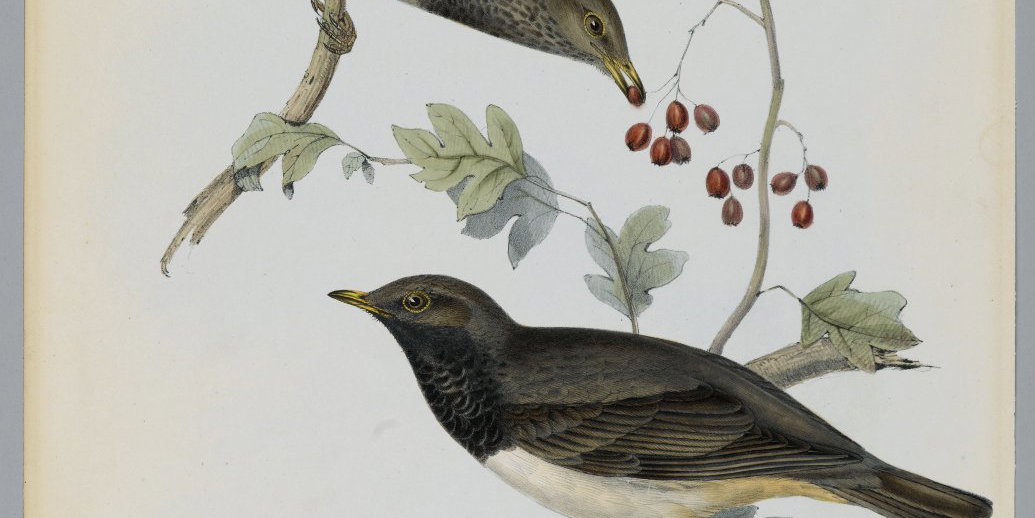 Turdus Atrogularis: Black Throated Thrush · Brooklyn Museum