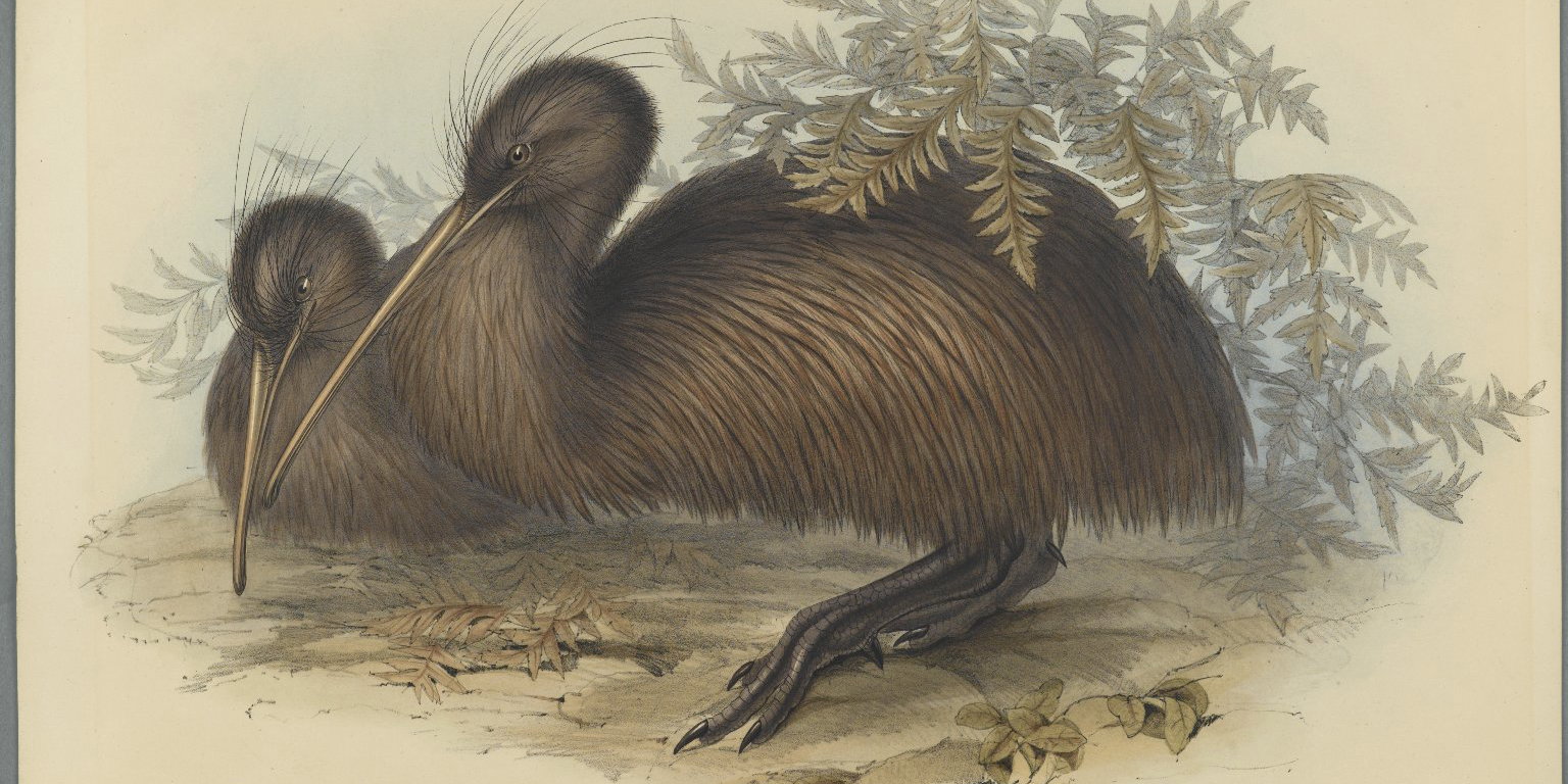 Apteryx Australis · Brooklyn Museum