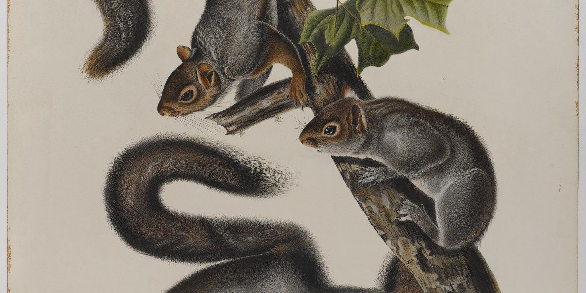 Migratory Squirrel · Brooklyn Museum
