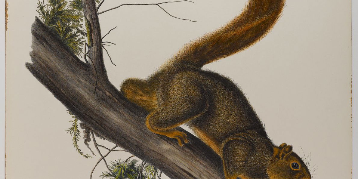 Brown or Norway Rat, Red-Tailed Squirrel · Brooklyn Museum