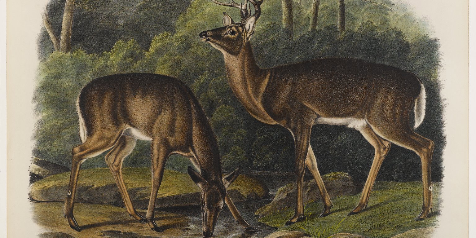 Common or Virginian Deer · Brooklyn Museum