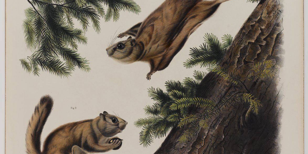 Severn River Flying Squirrel-Rocky Mountain Flying Squirrel · Brooklyn Museum
