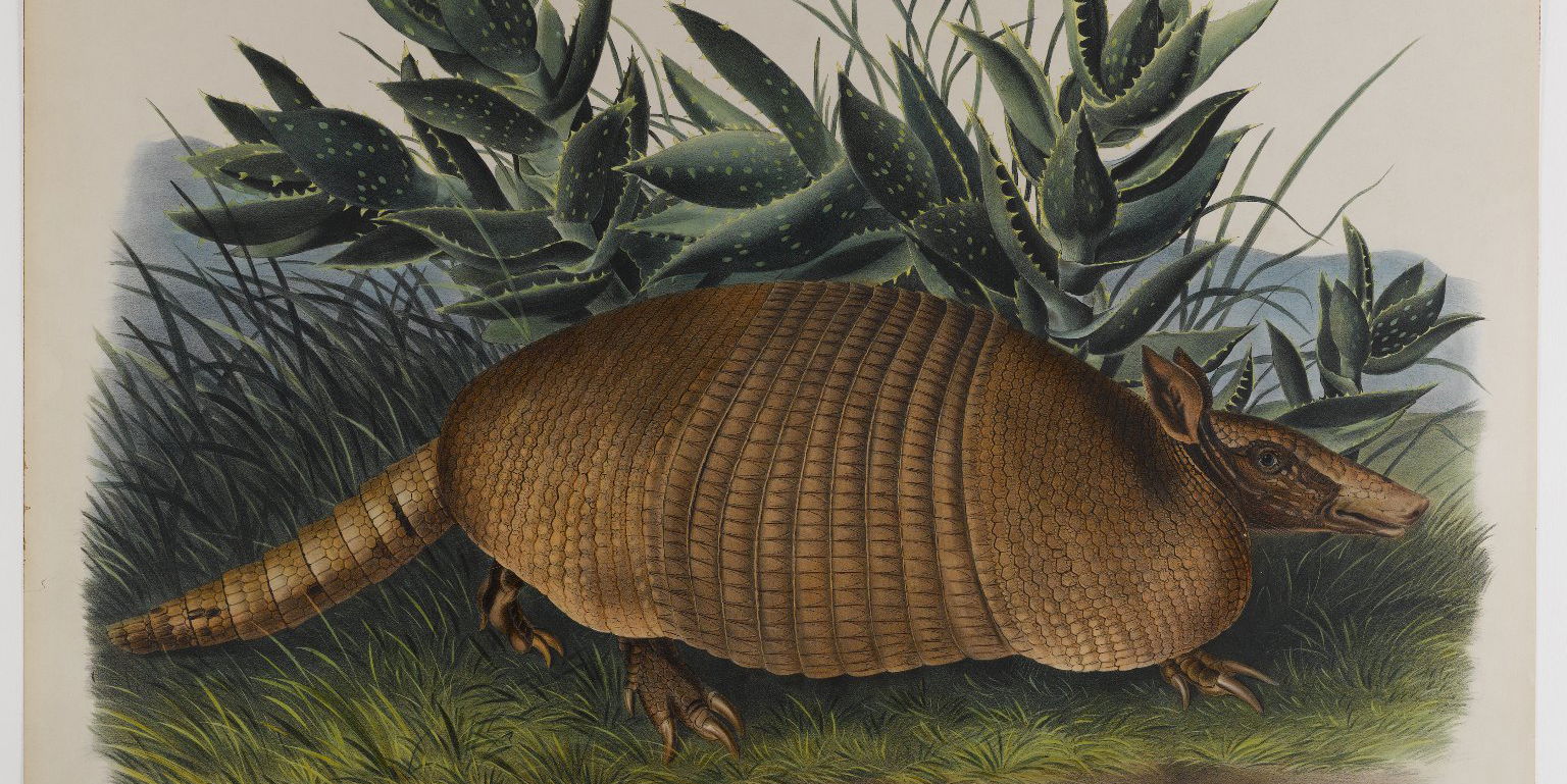 Armadillo · Brooklyn Museum