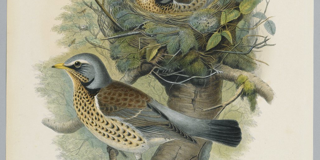 Turdus Pilarus - Field Fare · Brooklyn Museum