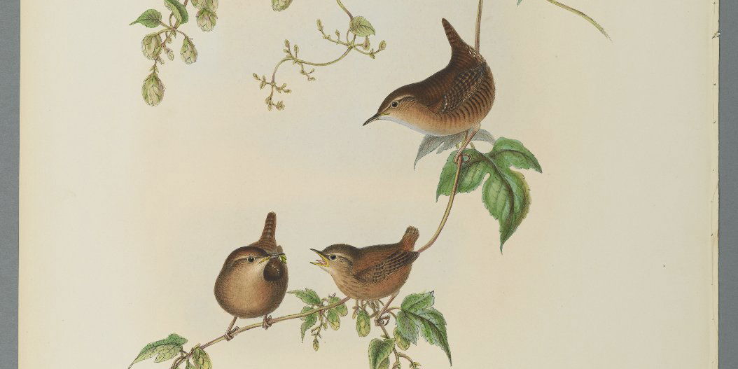 Troglodytes Europaeus - Common Wren · Brooklyn Museum