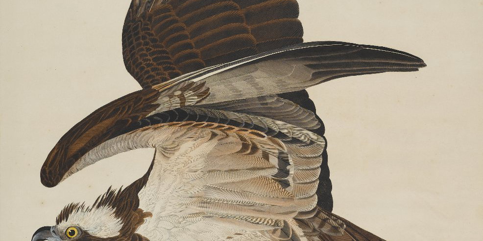 Fish Hawk · Brooklyn Museum