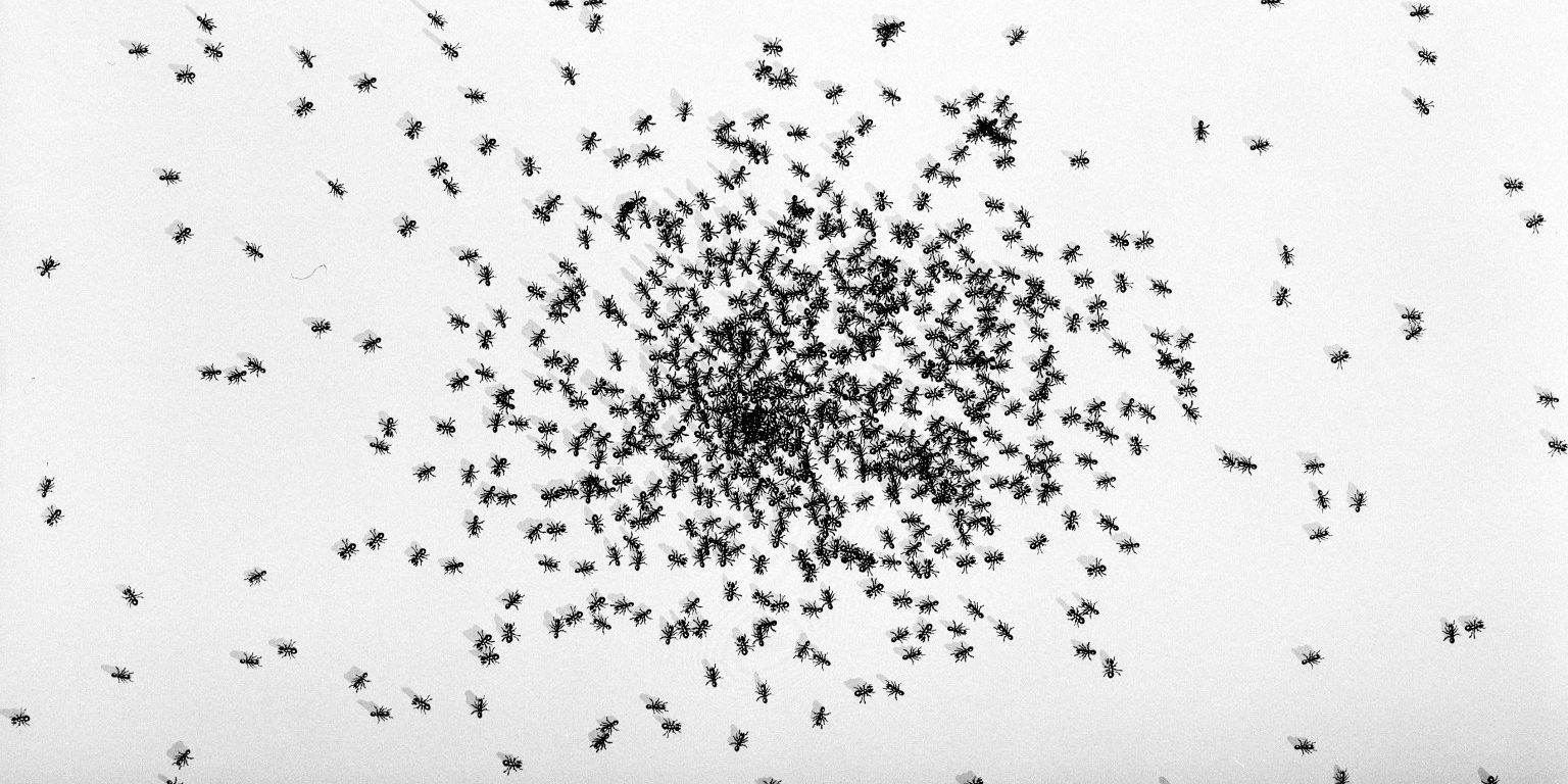 Swarm of Red Ants from Insects · Brooklyn Museum