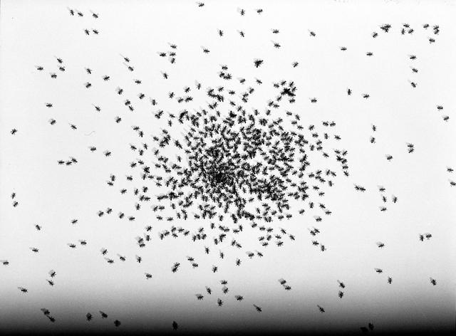 Swarm of Red Ants from Insects · Brooklyn Museum