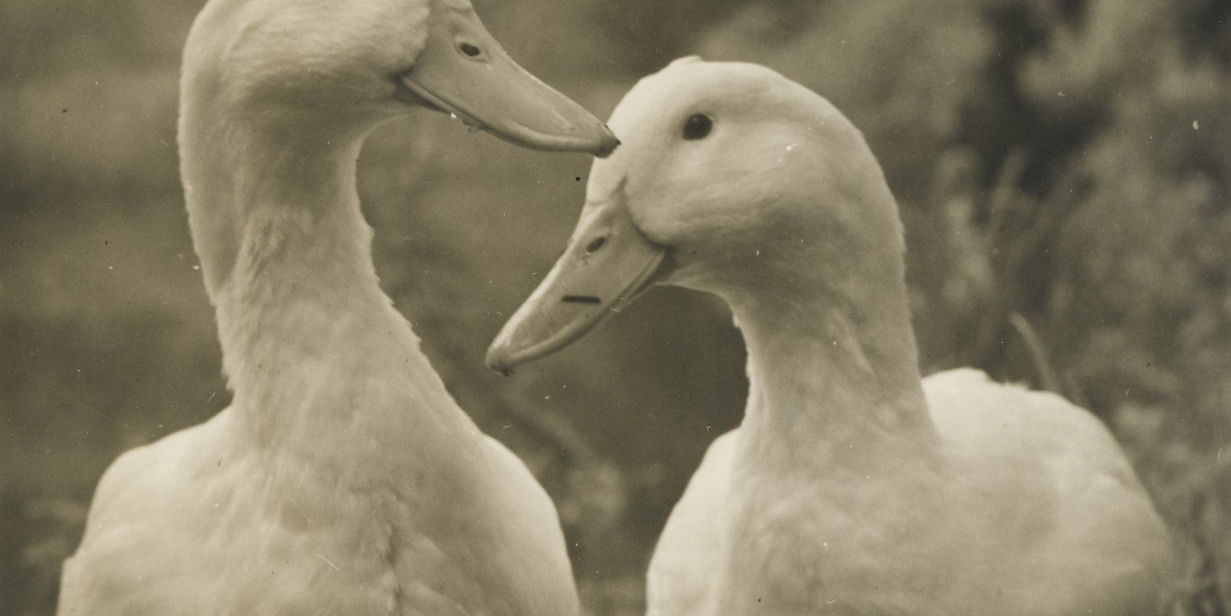[Untitled] (Two Ducks) · Brooklyn Museum