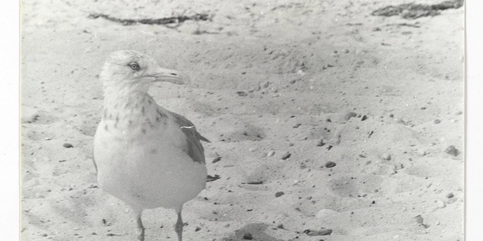 [Untitled] (Bird) · Brooklyn Museum