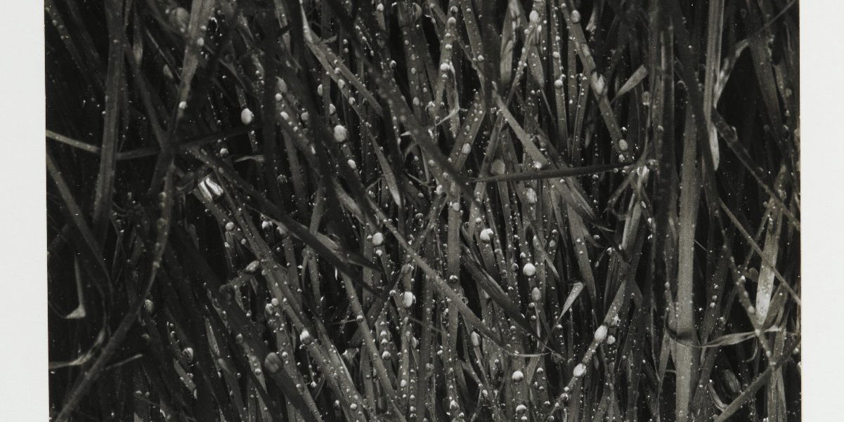 [Untitled] (Dew on Grass) · Brooklyn Museum