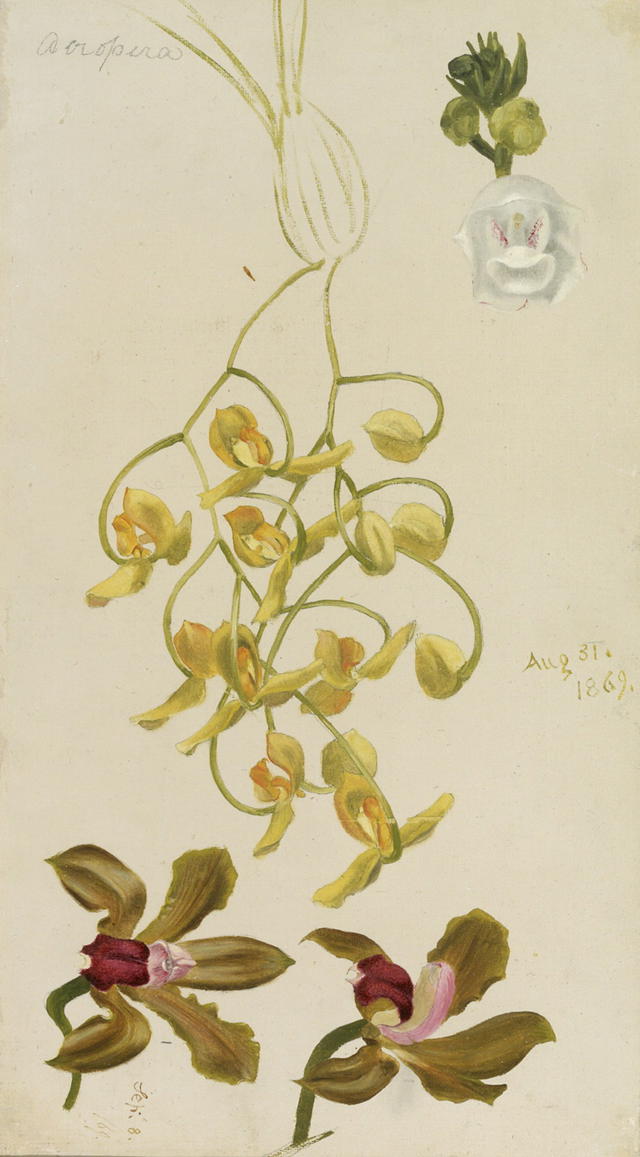 Three Orchids, Acropera, Peristeria Elata, Cattleya Bicolor · Brooklyn ...