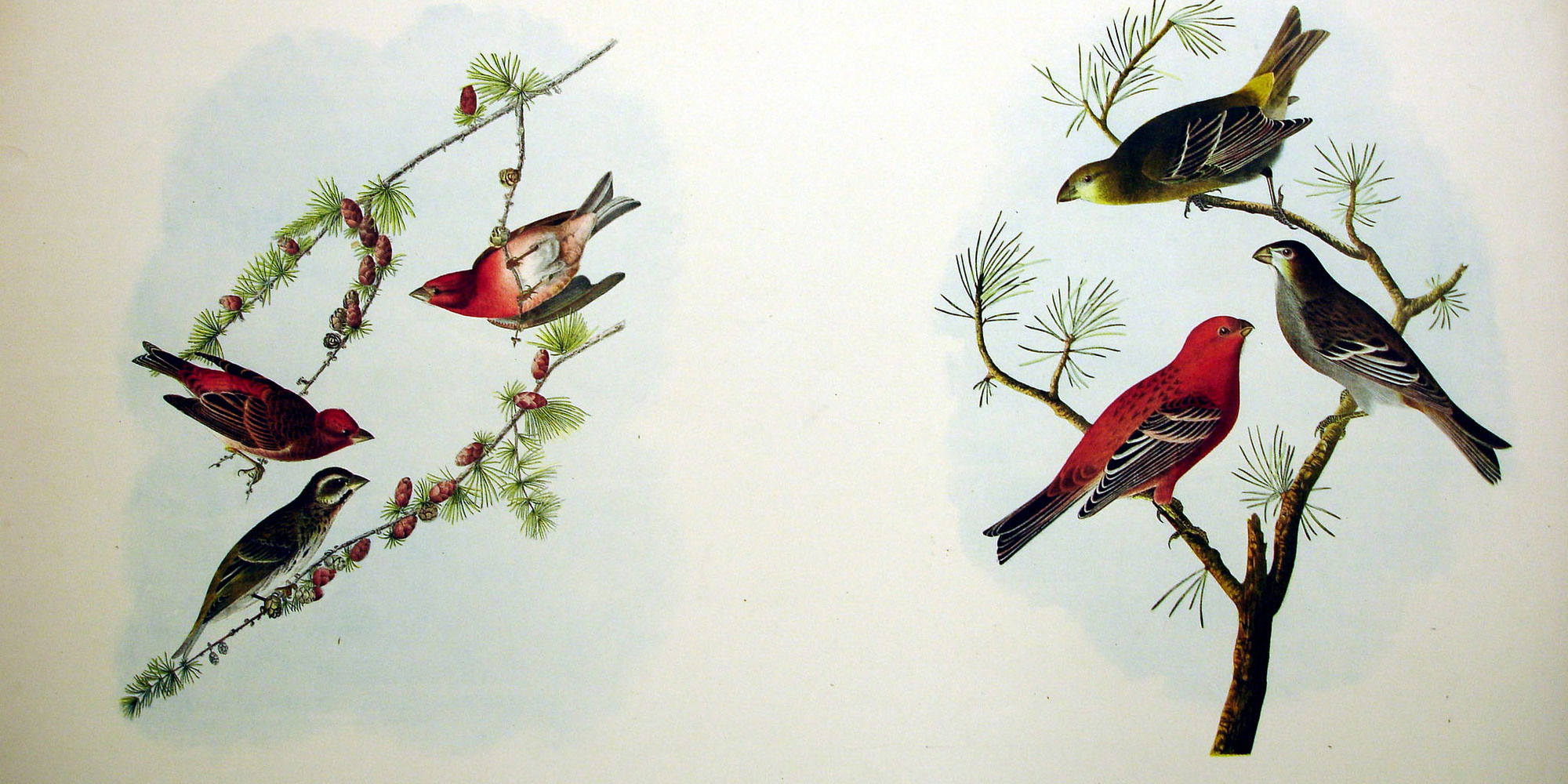 Crested Purple Finch and Pine Grosbeak · Brooklyn Museum