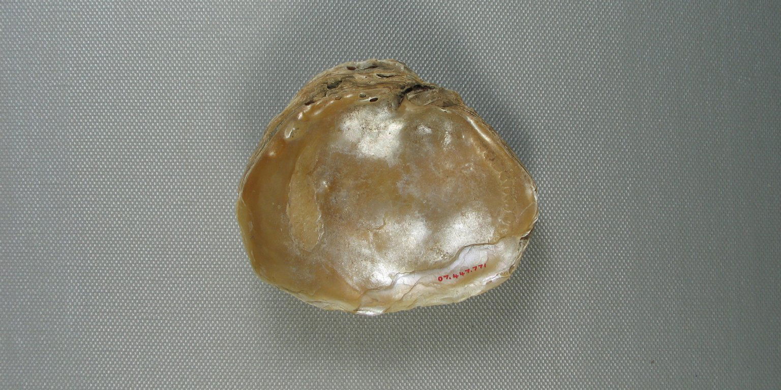 1 Valve of Mussel Shell · Brooklyn Museum