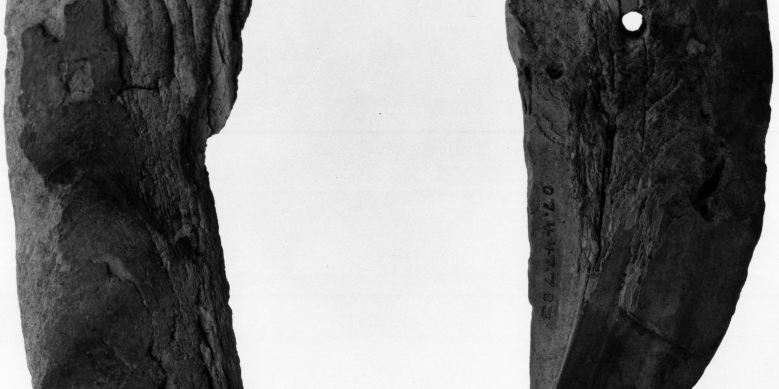 Plano-Convex Shaped Ivory Fragment: 1 of 2 · Brooklyn Museum