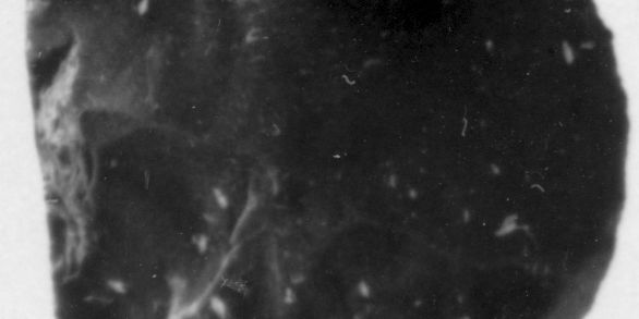 Circular Scraper · Brooklyn Museum