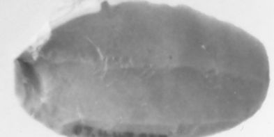 Cutting Flake or Scraper · Brooklyn Museum