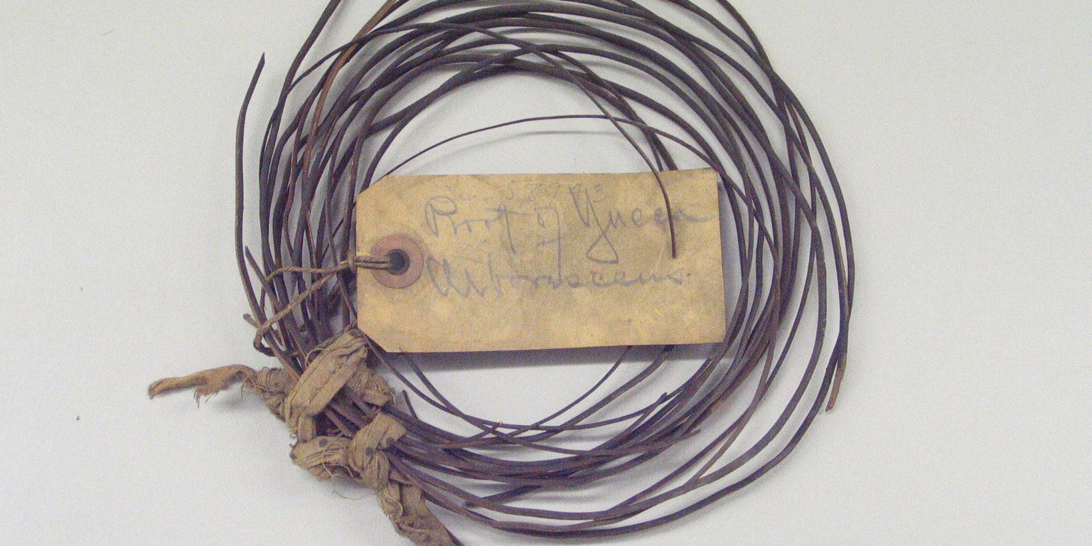 Root of Yucca Material for Making Baskets · Brooklyn Museum