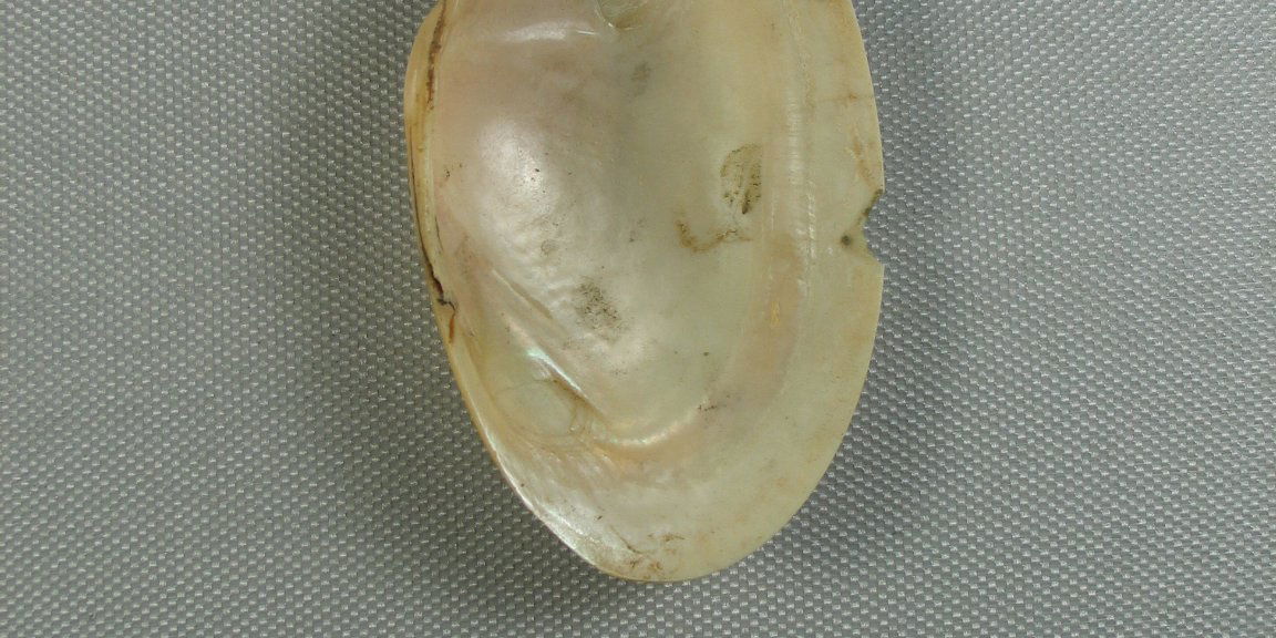 Undecorated Clam Shell · Brooklyn Museum