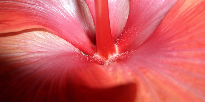 Samar Hussein · Brooklyn Museum