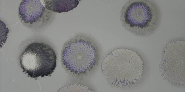 Wallpaper, "Alula" pattern · Brooklyn Museum