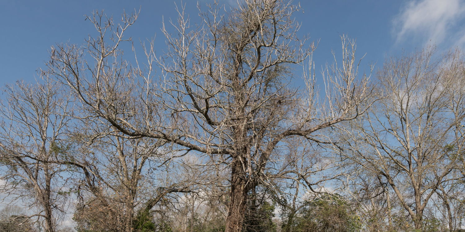 The Lynching Location of John Hartfield (1919), Ellisville, Mississippi ...
